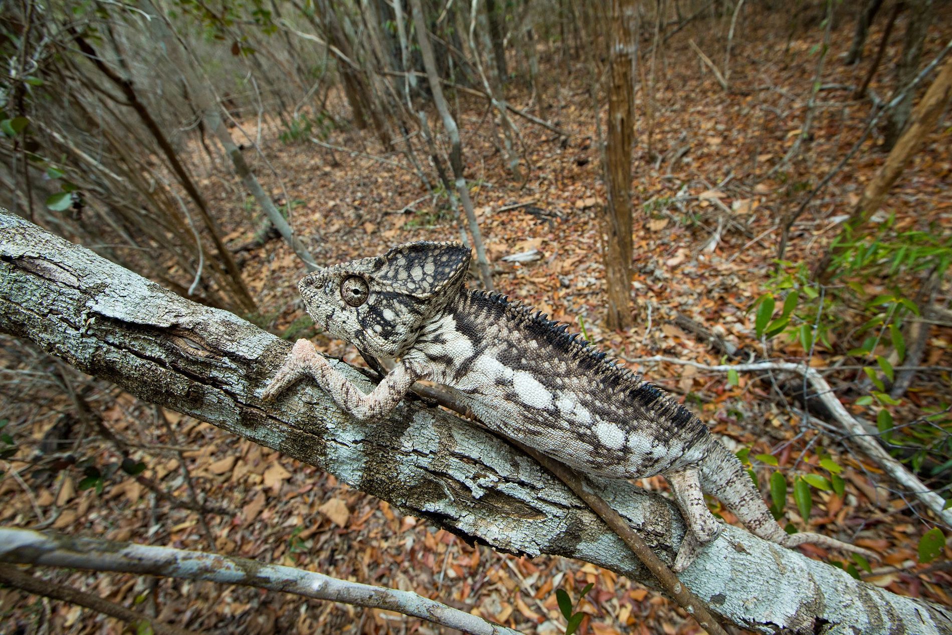 Animais que mudam de cor: os mestres do disfarce da natureza ...